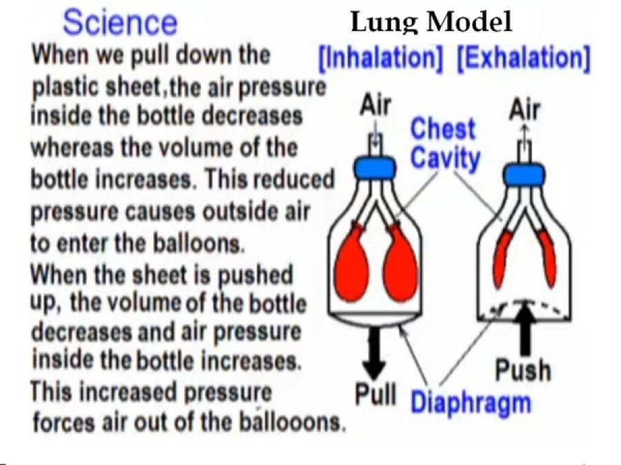 lung-balloon-model